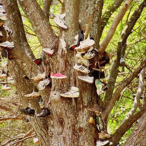 The Shoe Tree Legend of Michigan - Mysterious Michigan